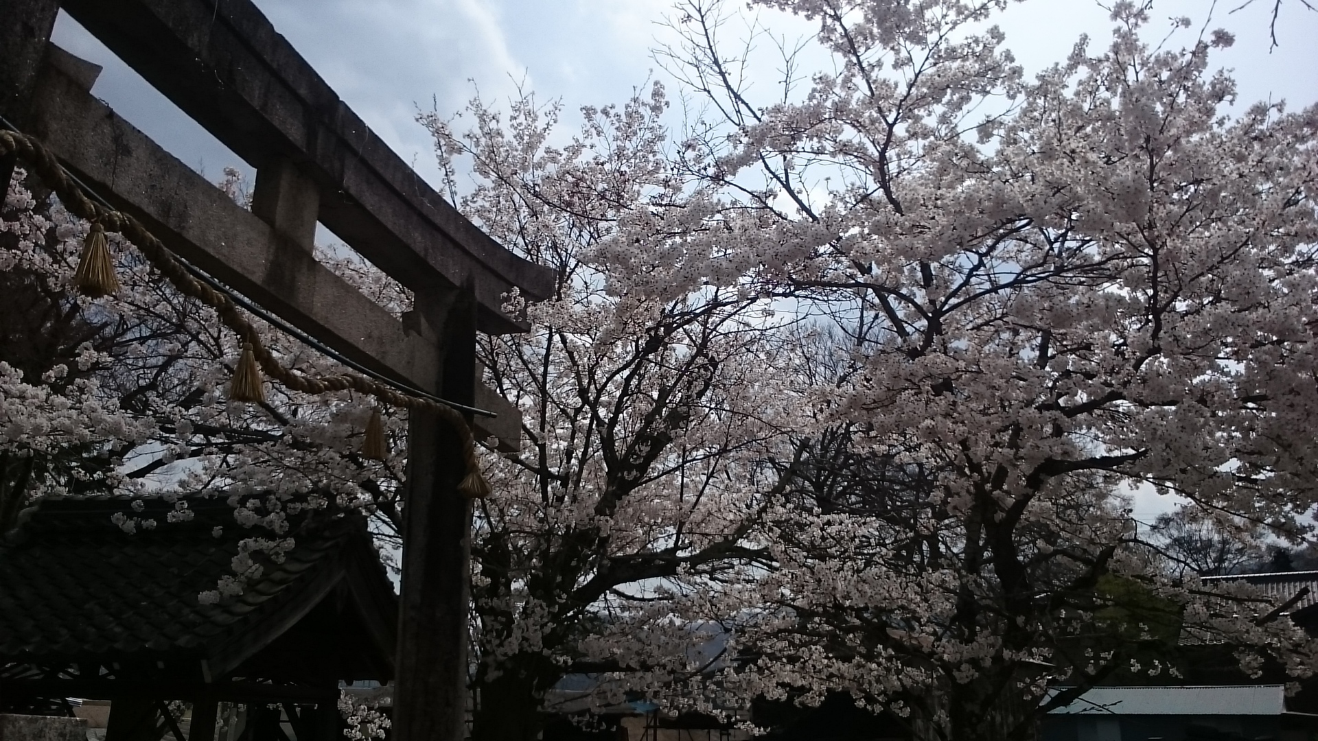 はるうらら: 上町まーち